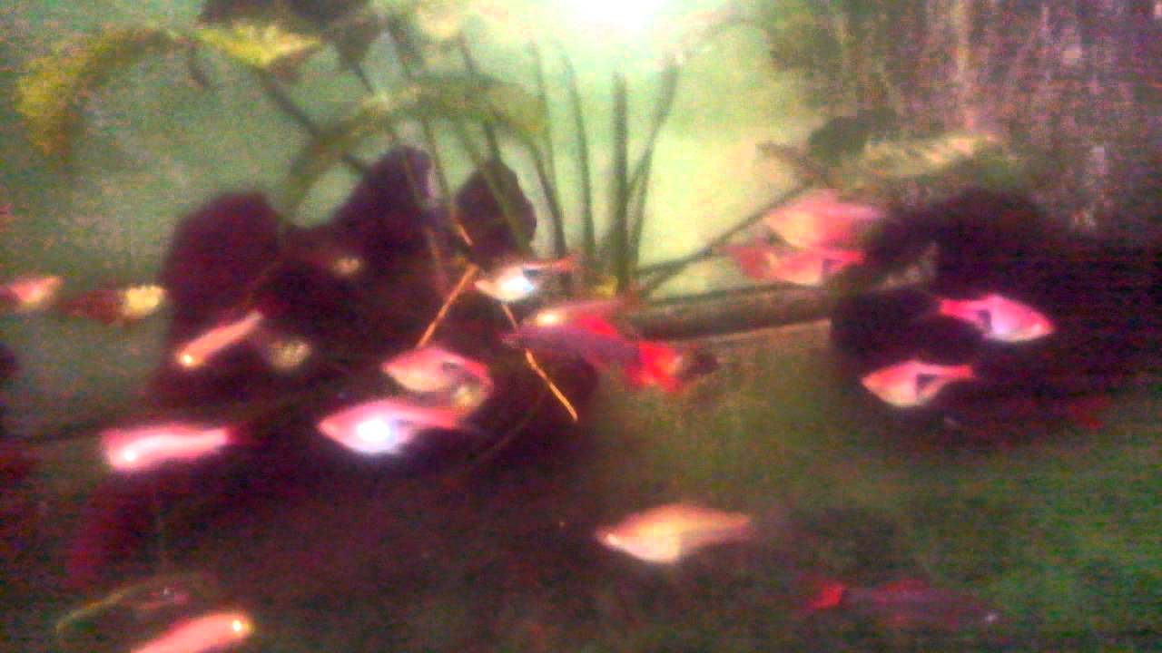 PRIKAZ RIBICA - FLAMEUS TETRA , RAZBORA I FRENATUS - YouTube