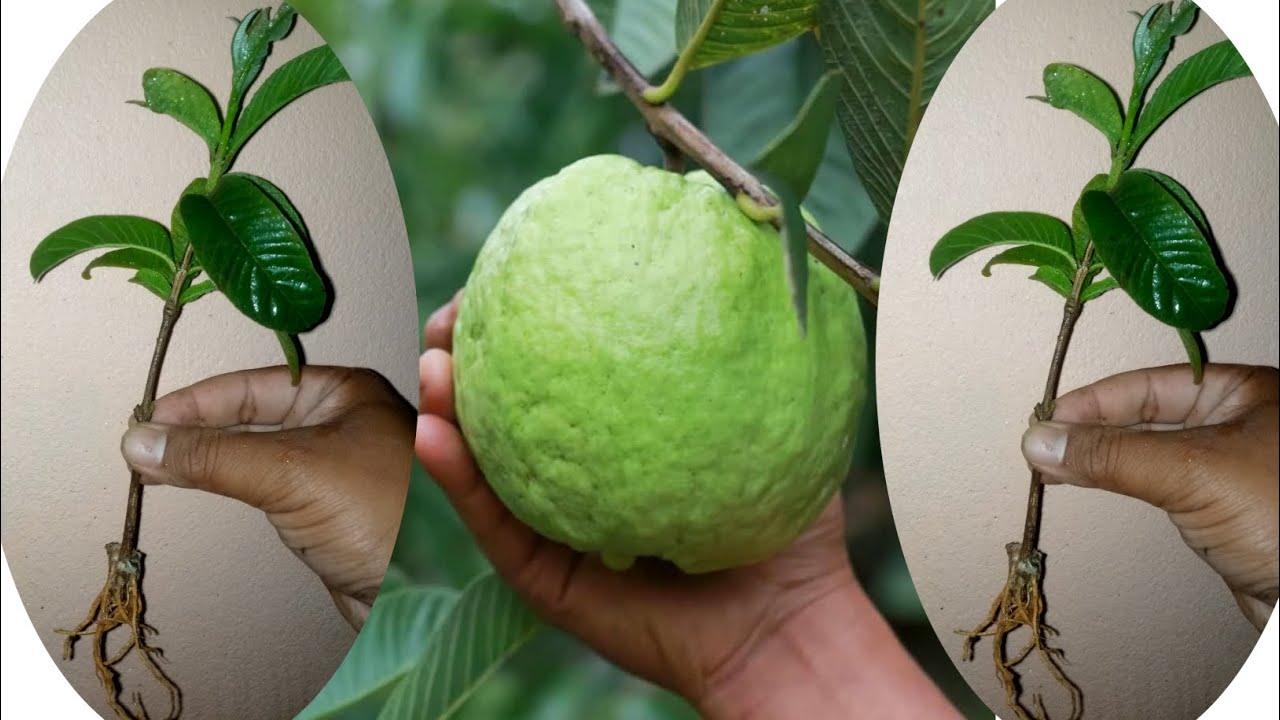 Best way to grafting guava tree || How to grow Guava tree technique ...