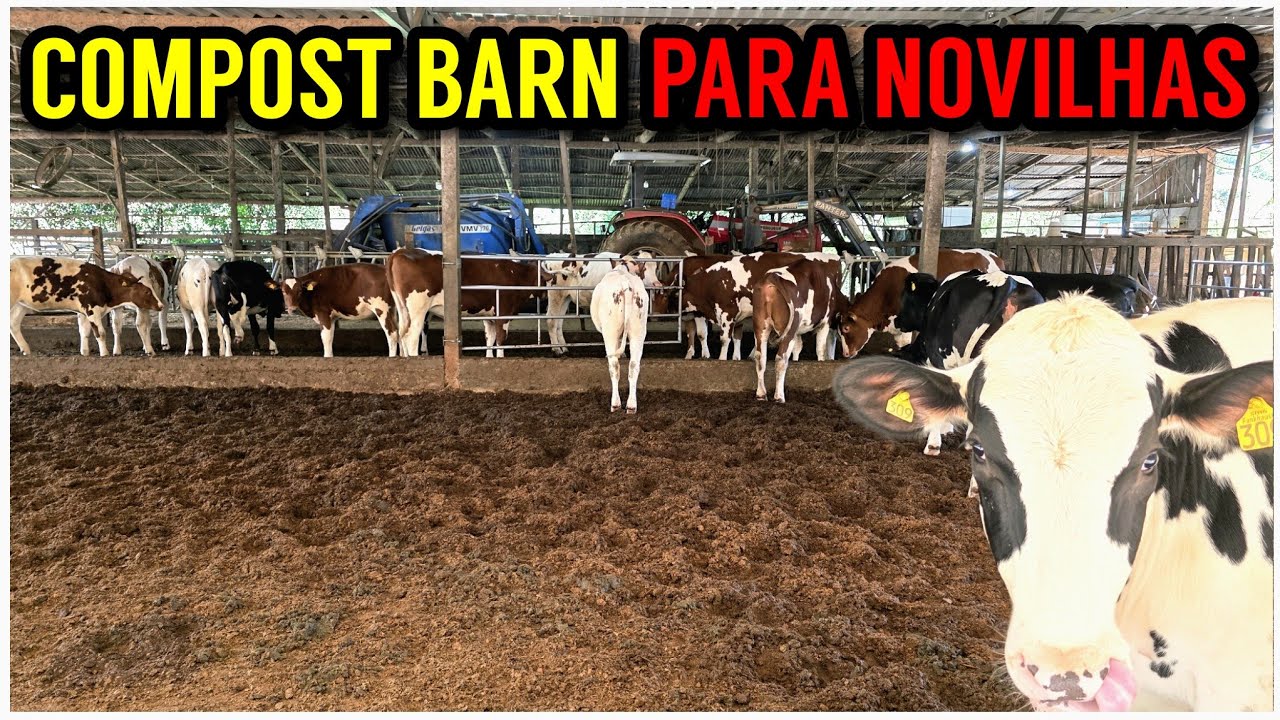 COMPOST BARN para novilhas vale a pena? (Vantagens e desvantagens ...