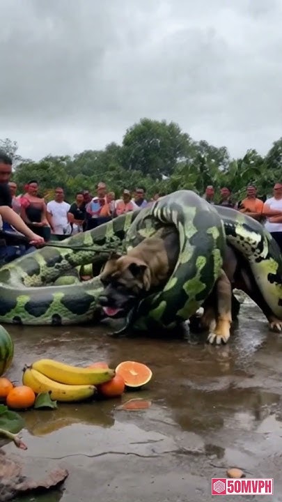 Pitbull meets crazy python - YouTube