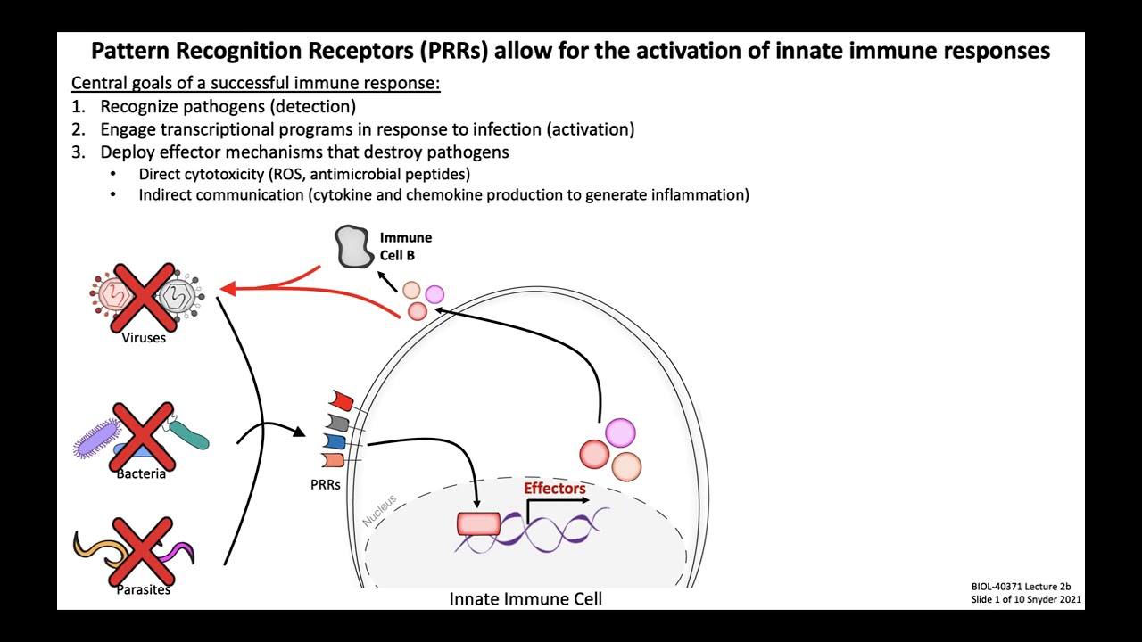 Lecture 2b: Innate Immune Receptors and Signaling - YouTube