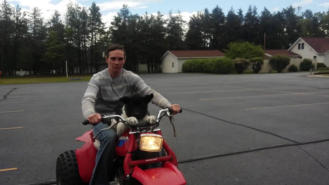 Funny dog riding ATV - YouTube