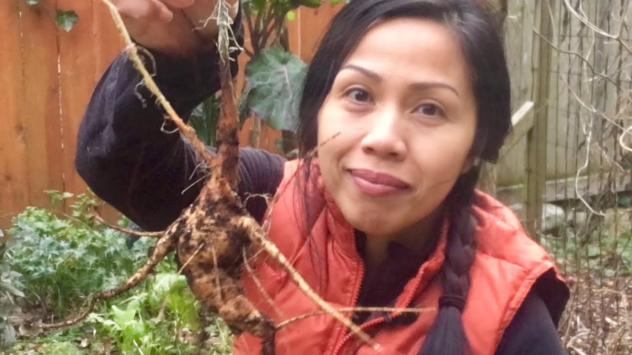 Scarlet Runner Bean Tubers | Perennial To Zone 7 and Up - YouTube