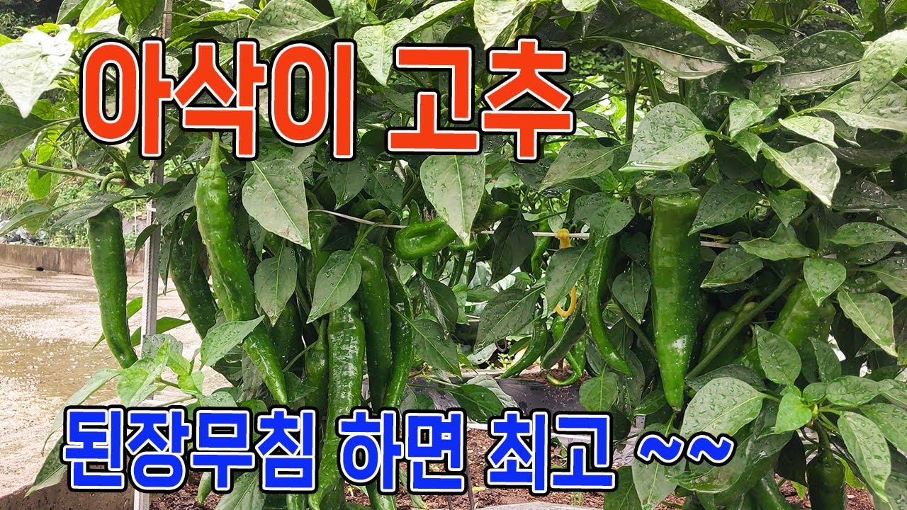 아삭이고추 오이고추 풋고추 Youtube
