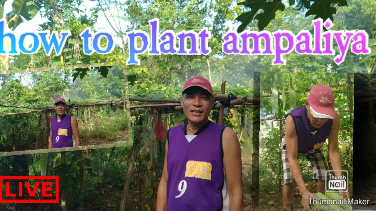 How to plant ampaliya / harvesting ampaliya | Kinabuhi sa pobre - YouTube
