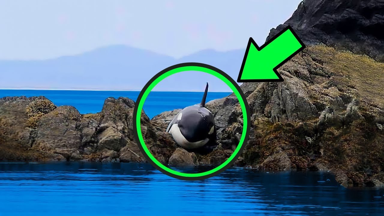 Orca Got Stuck and Cried for Hours When Rescuers Arrived, Something ...
