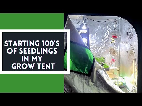 Growing 100s of seedlings in my indoor GROW TENT - YouTube