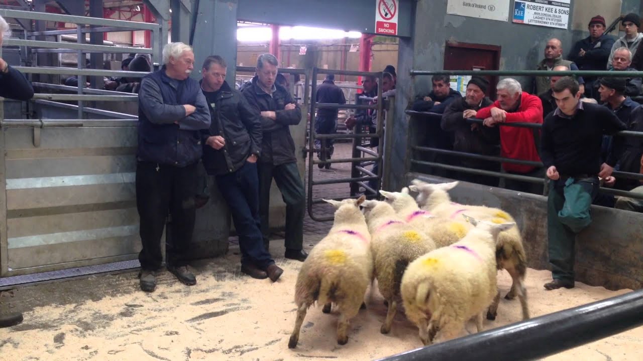 Sheep Auction in Ireland - YouTube