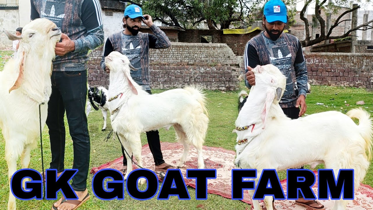 extreme quality Kota Hansa Bakra Spotless pink gk goat farm - YouTube
