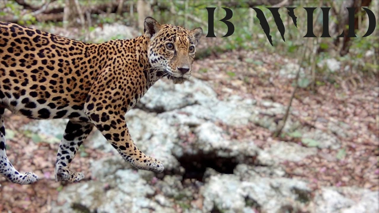 Descubre la Fauna de Campeche: ¡El Corazón Salvaje del Sureste Mexicano ...