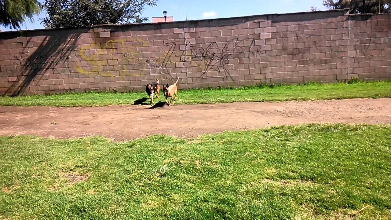 Ejercicio de trepa muros - YouTube