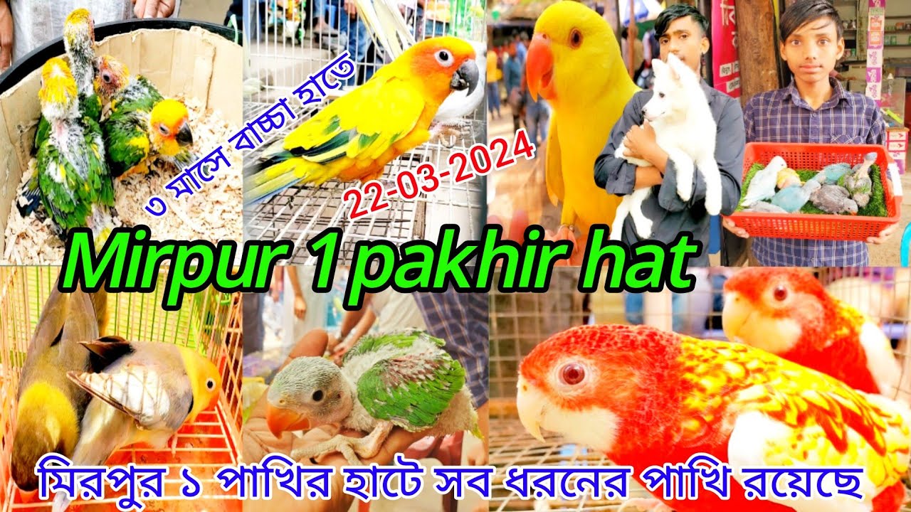 mirpur 1 pakhir hat || ৩ মাসেই পাখির বাচ্চা হাতে এলো || দেশি বিদেশি ...