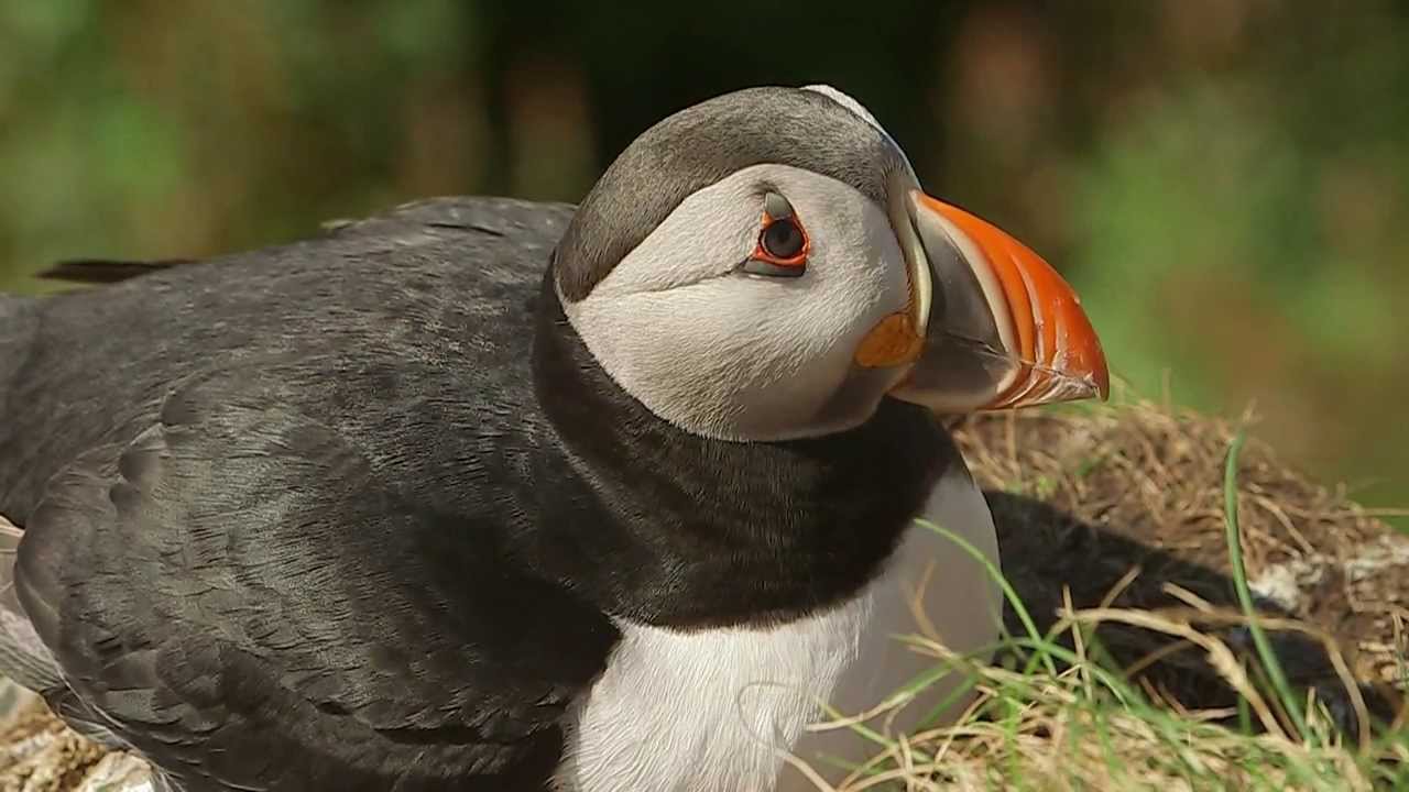 Arctic (Atlantic) Puffin,Fratercula arctica,Lunni - YouTube