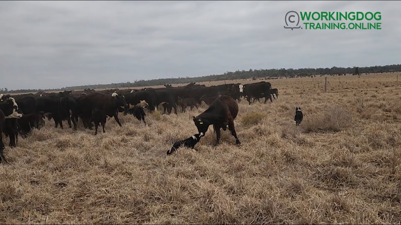WORKING DOG TRAINING ONLINE - Transition to Real Work - Craiglea Mack ...