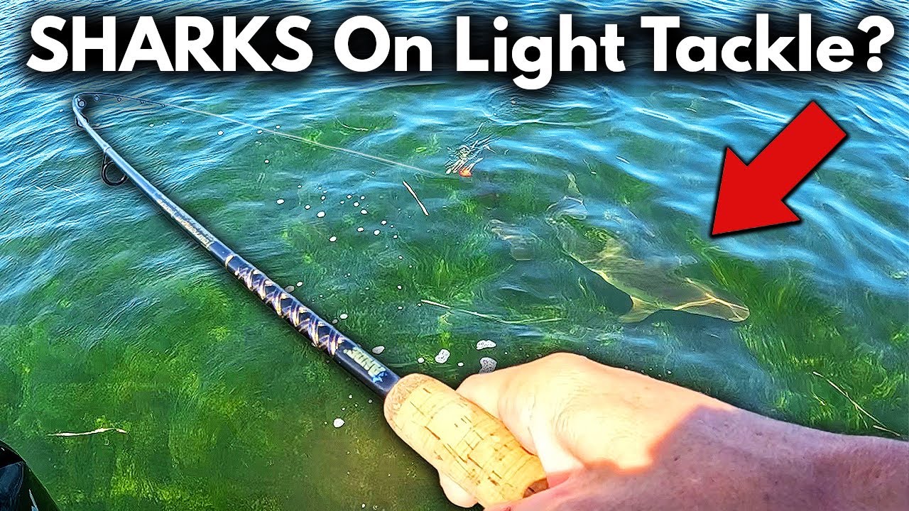 Can Light Tackle Handle SHARK Fishing? (We Had to Find Out) - YouTube