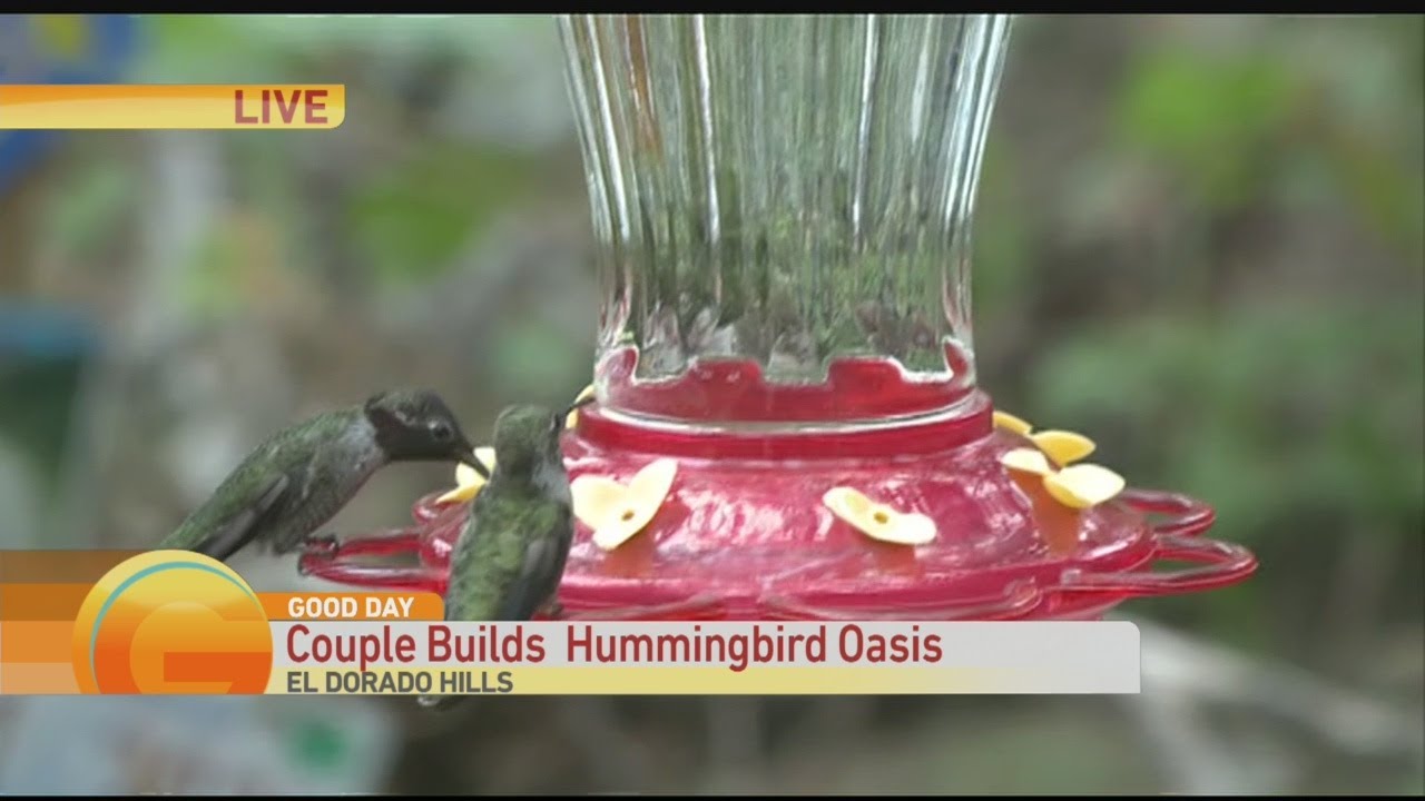 Hummingbird Haven - YouTube