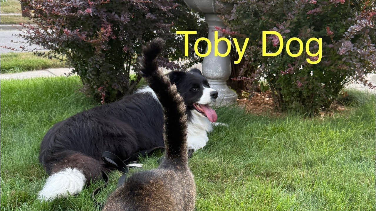 Titlepro, Toby Dog and Friends walking through the neighborhood - YouTube