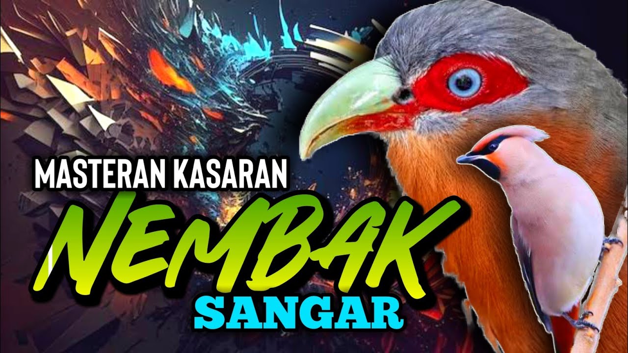 Masteran Kasaran Nembak Tajam Untuk Murai Batu Full Isian | Kenari vs ...