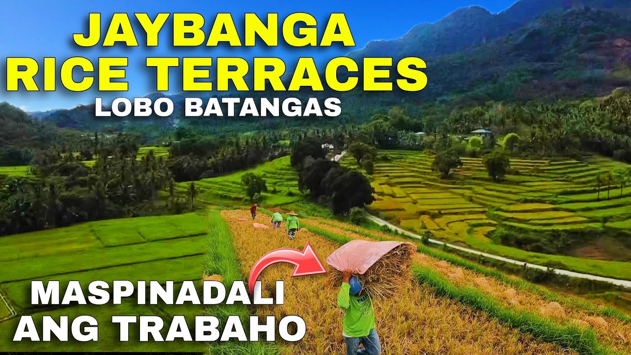 HOW DO FARMERS OF LOBO PRODUCE A QUALITY RICE? | JAYBANGA RICE TERRACES ...