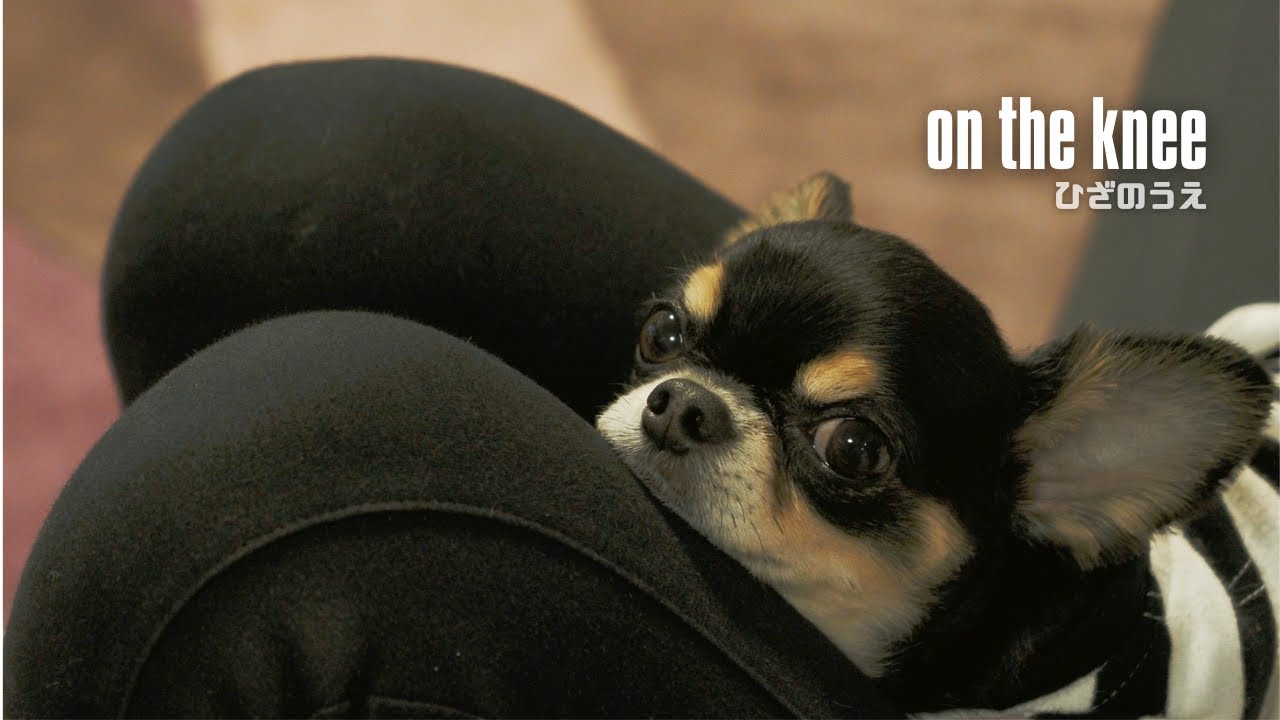 on the knee - Torajiro - YouTube