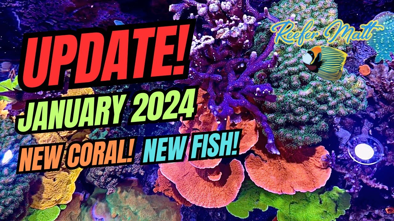 January 2024 Reef Tank Updates! New Coral, New Fish, and New Equipment ...