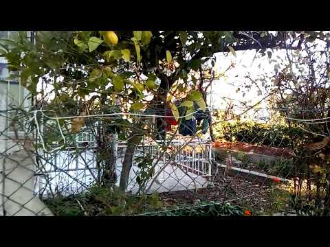 Tatlı köpek videoları