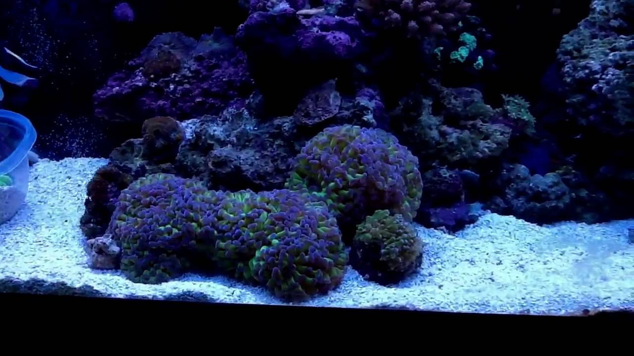 75 gallon sps/mixed reef t5 tank update - YouTube