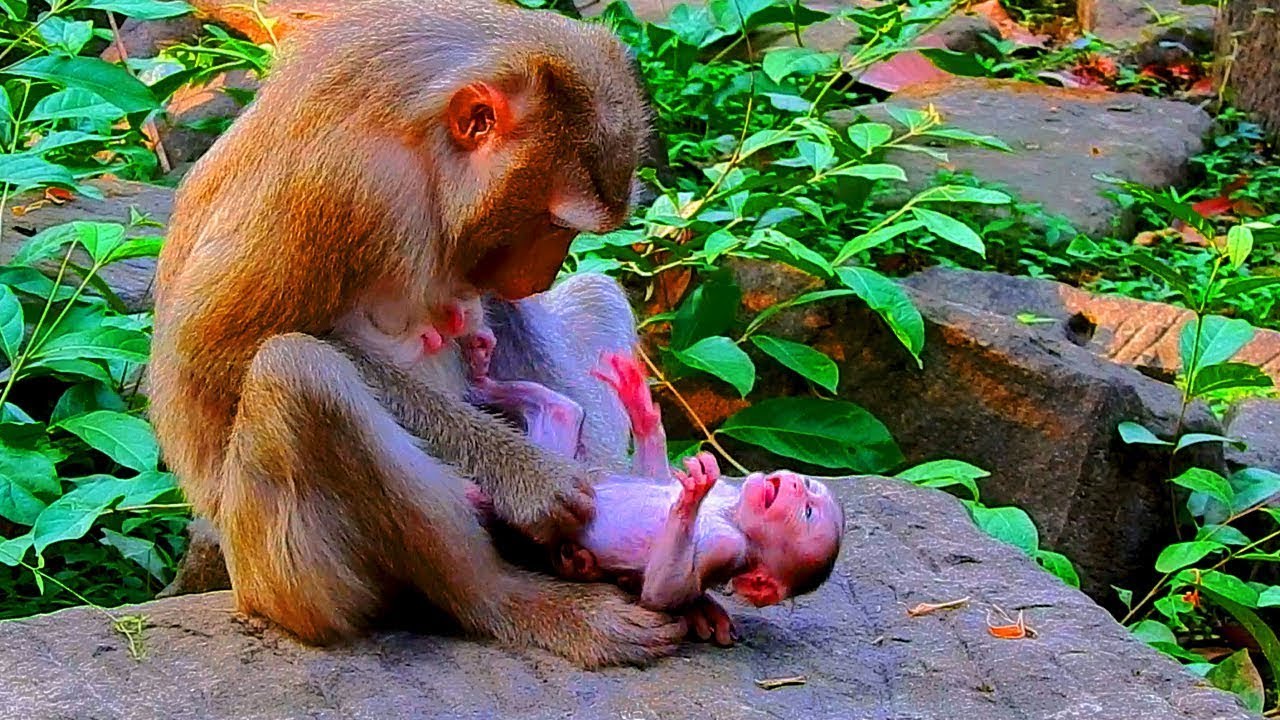 MG MG little baby cry loudly - YouTube