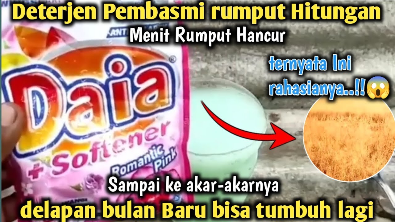 TERNYATA Cukup pakai ini rumput hancur lebur sampai akarnya tanpa pakai ...
