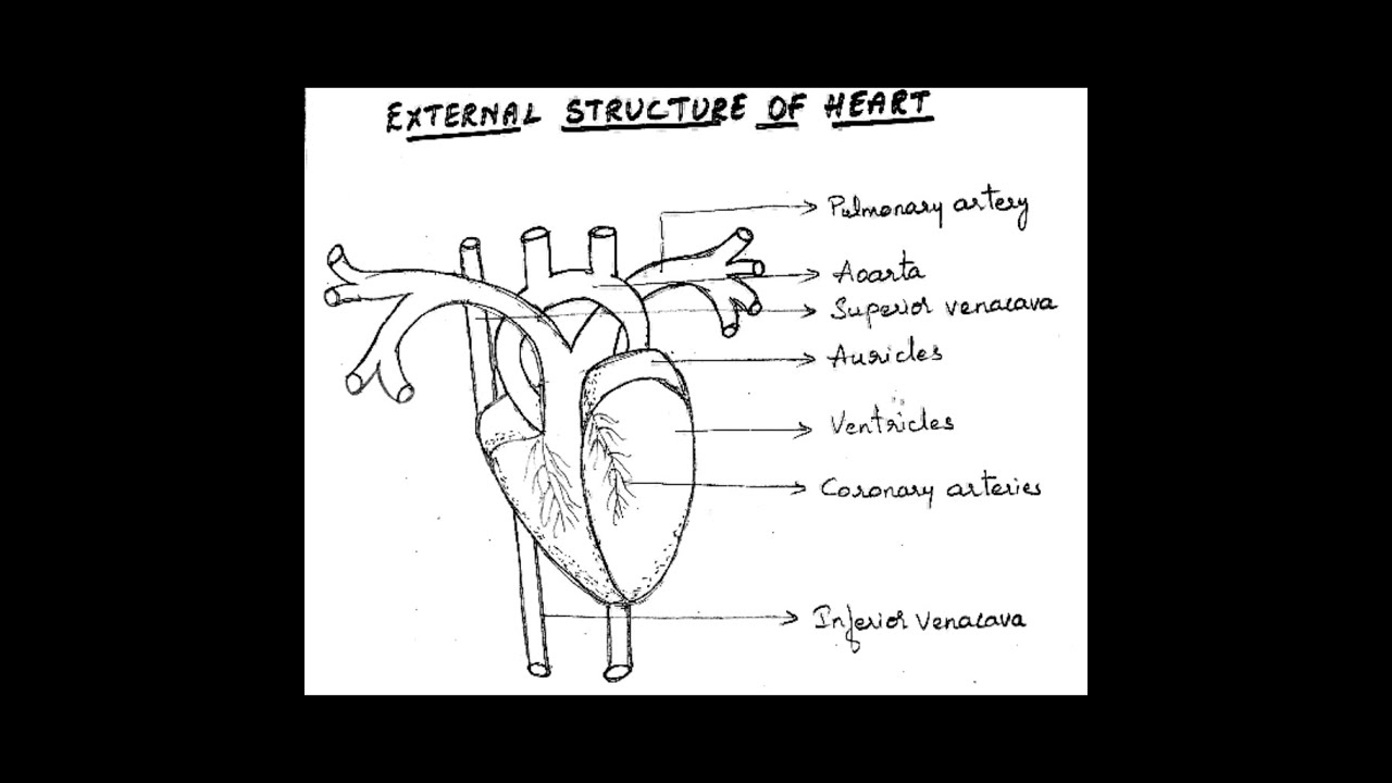 External structure of heart | Easy way of drawing | Neat labelled ...