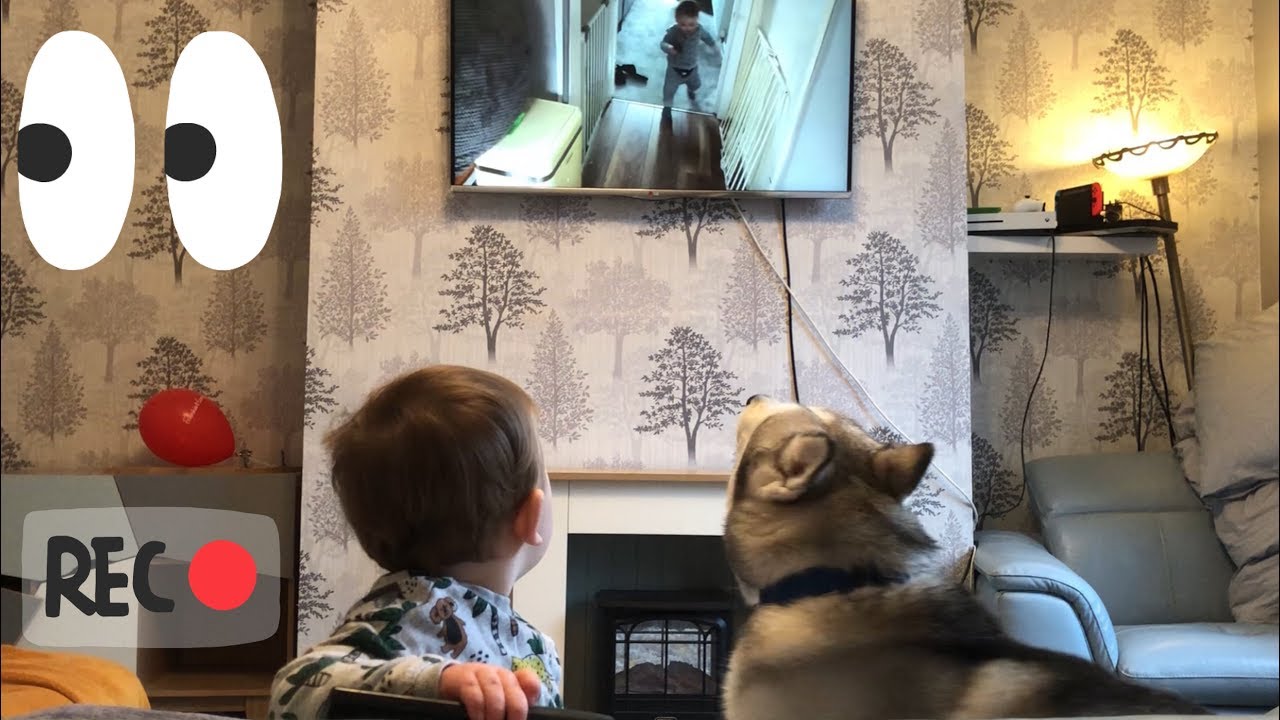 Baby & Husky Watching Themselves On Television With The Cutest Reaction ...
