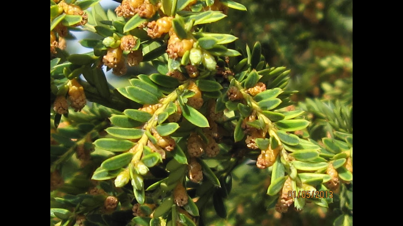 Taxus baccata 'Adpressa Variegata' / Gemeine Gold-Eibe 'Adpressa ...