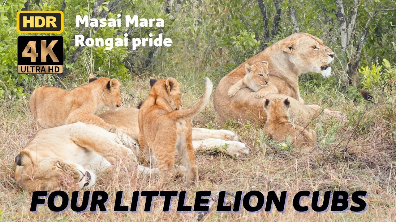 Two small and two tiny lion cubs are resting with their moms and eating. Original sounds. 4K HDR ...