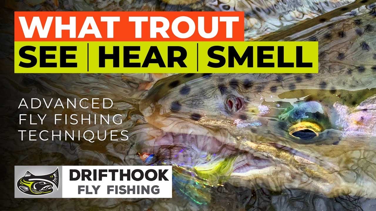 What Trout See Hear & Smell - Advanced Fly Fishing Tips - YouTube