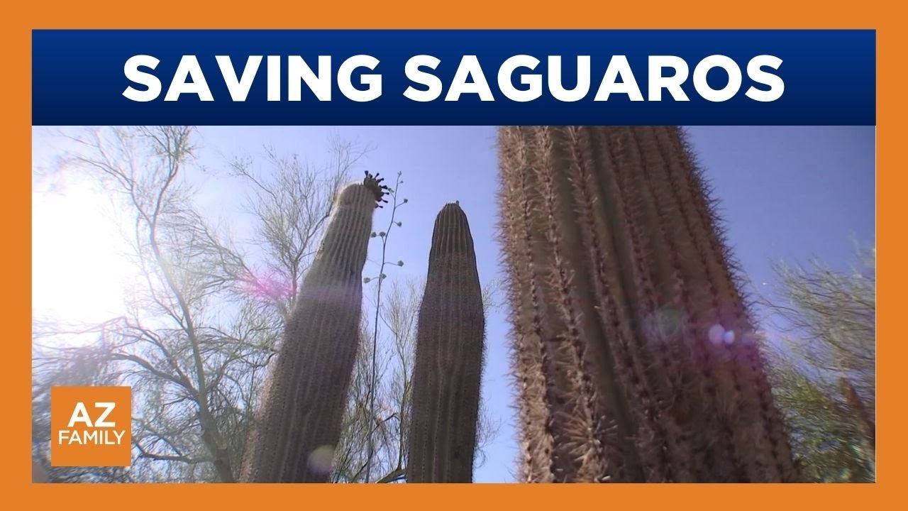 Iconic saguaro cactus strugging to survive in record-breaking heat ...