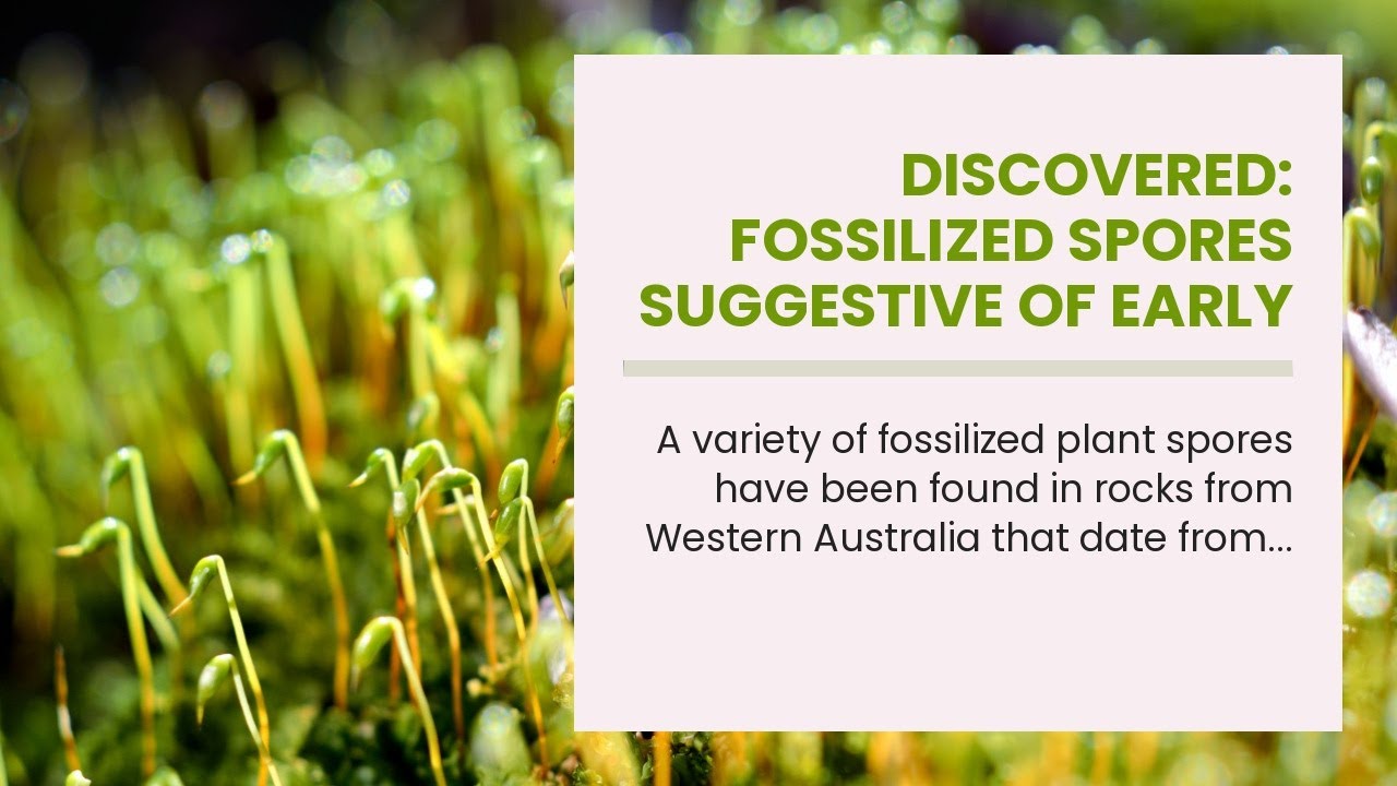 Discovered: Fossilized Spores Suggestive of Early Land Plants - YouTube