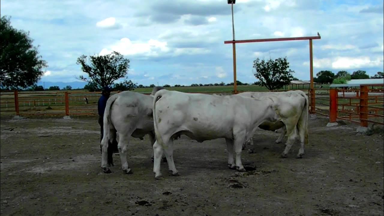 VACAS CHAROLAIS CON TORO BRAHMAN RSJVYT, LOS GANADEROS.COM - YouTube