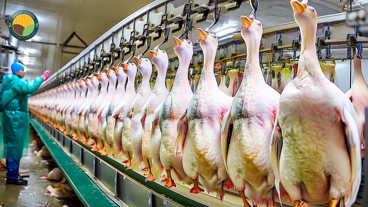 How Tons of Foie Gras Are Processed: Goose Farming and Foie Gras ...