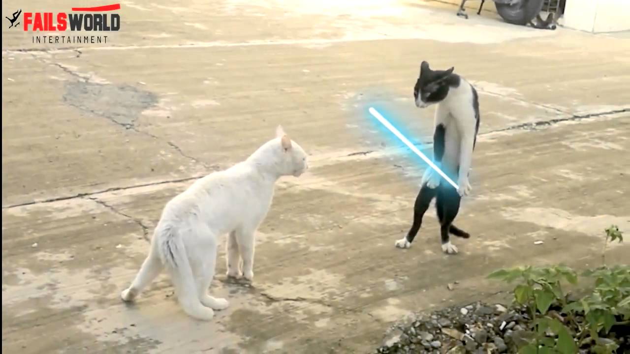 FAILS WORLD - Don't Mess With Jedi Cat aka Cobra Cat - YouTube