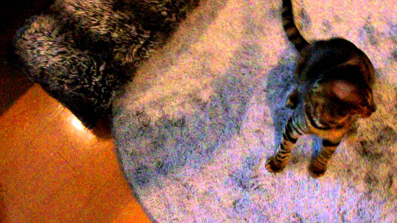 Moet the Toyger: Playing with Cat Dancer - YouTube