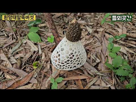 흰망태말뚝버섯 