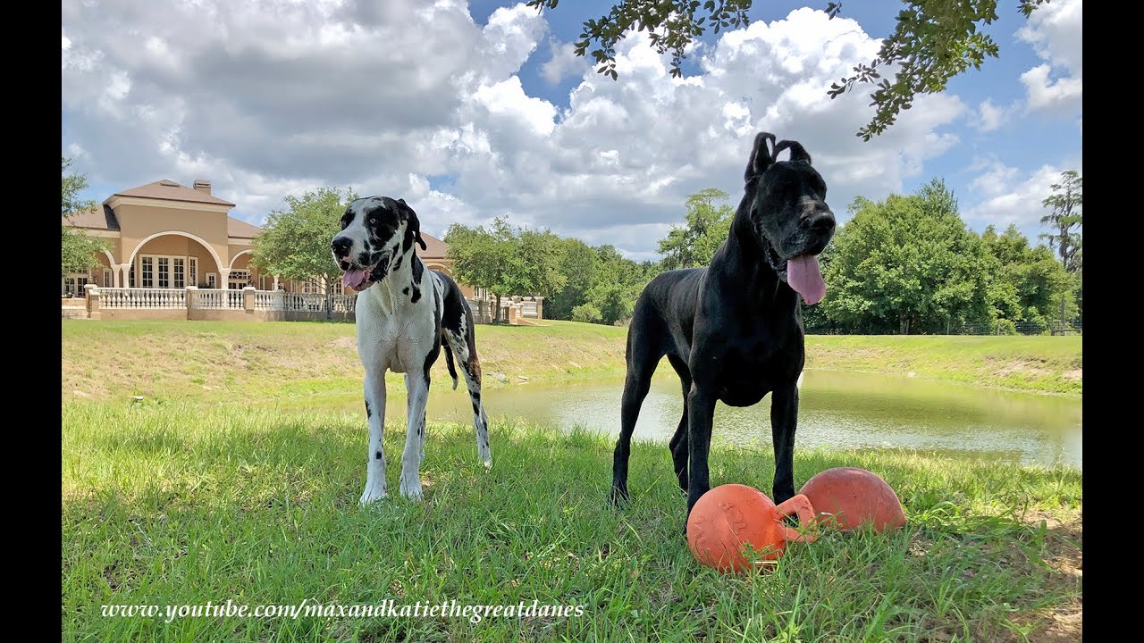 Happy Great Danes Love Playing And Posing With Jolly Balls - YouTube