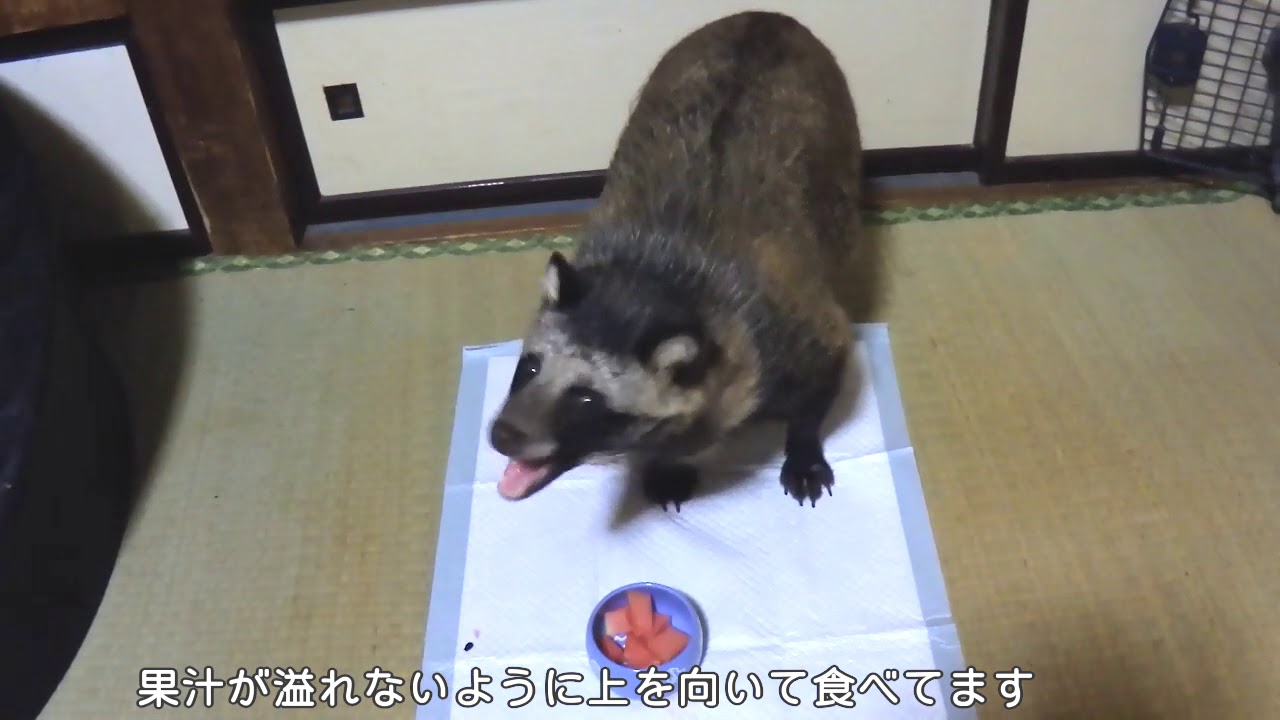 今年もやっぱりスイカを食べてるタヌキっ(Tanuki is eating a watermelon.part2) - YouTube