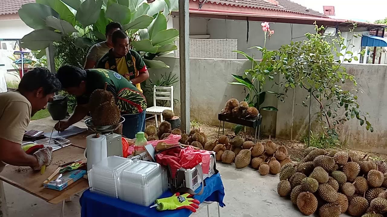 Durian junjong sudah runtuh - YouTube