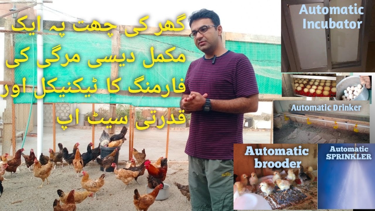 A completely Advanced Desi Hen farming on Urban Rooftop in Pakistan ...