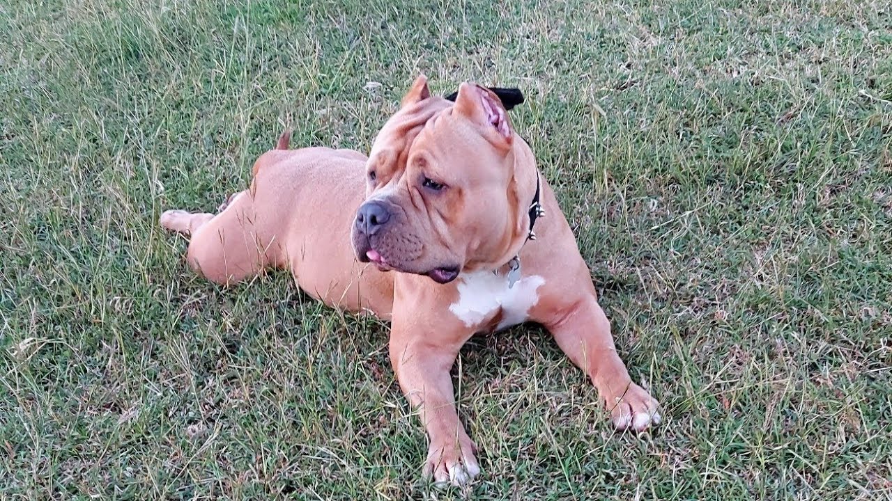 Bully Pack - YouTube