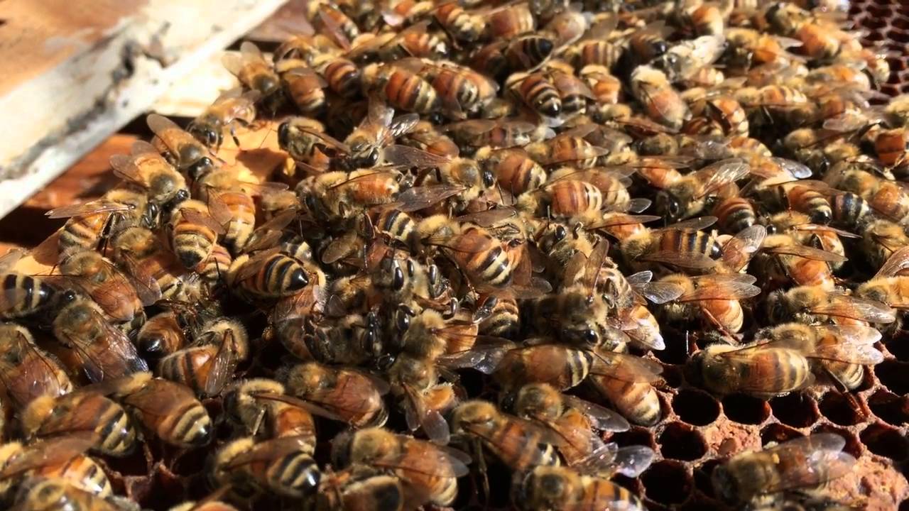 Frozen Bees Fly Again - YouTube