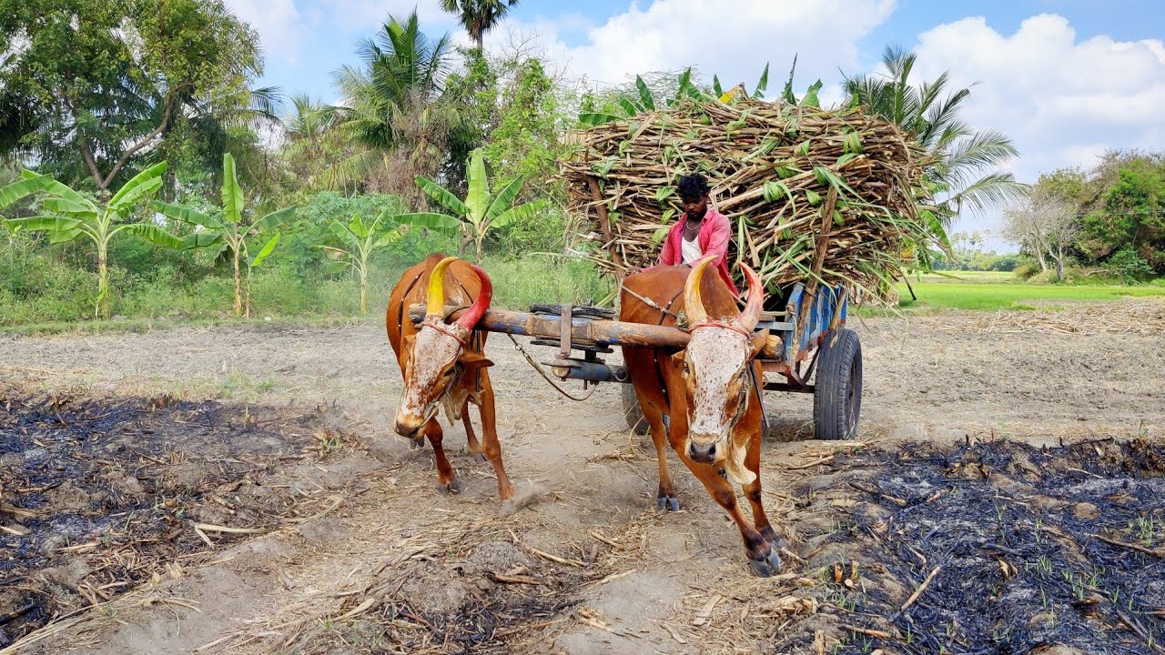 Bullock Cart Heavy Load Pulling #bullockcart #Buffalo #cow # ...