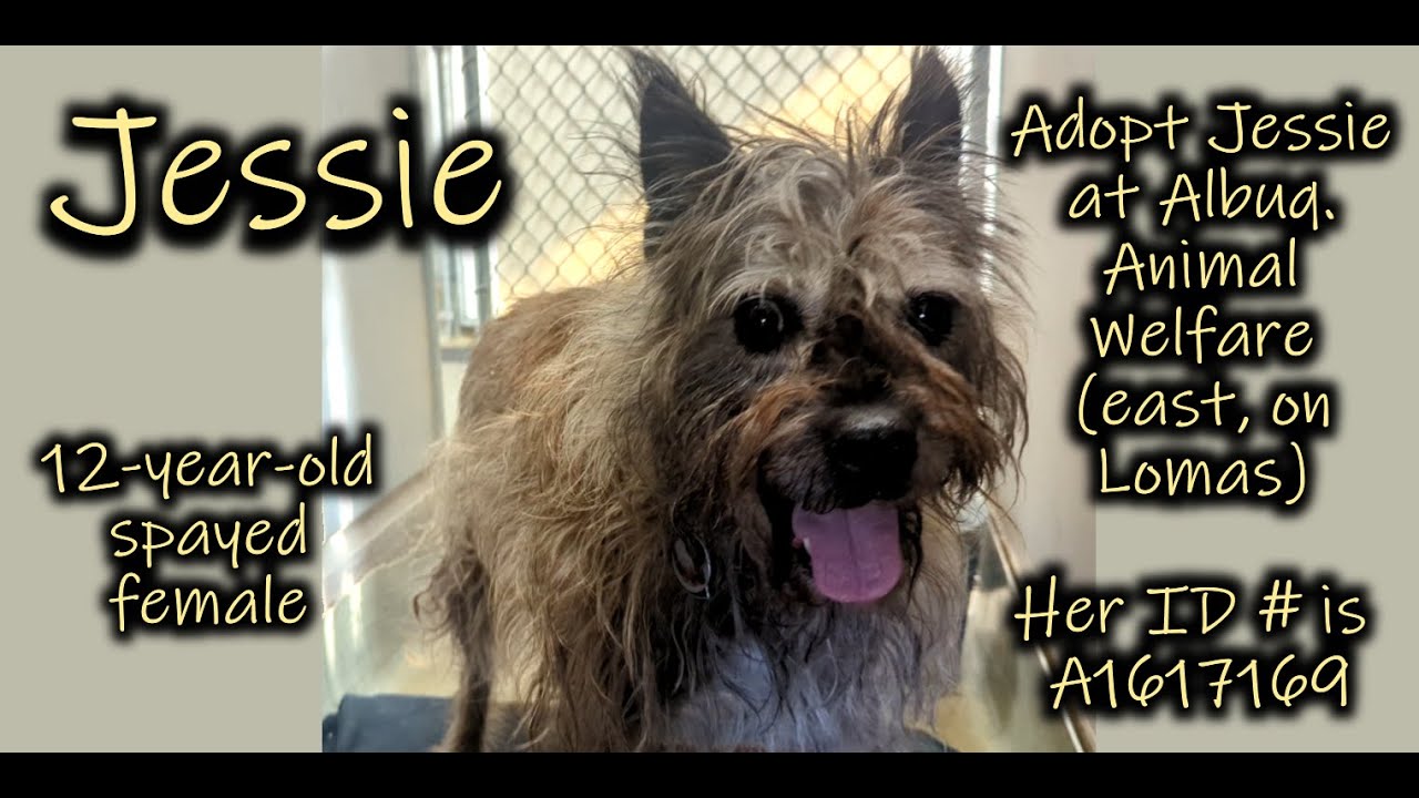 Adopt Jessie Today! - YouTube