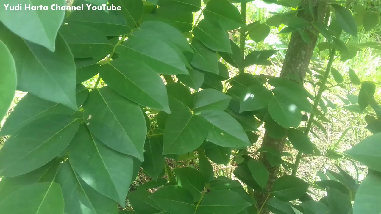 Review Tanaman Gamal - YouTube